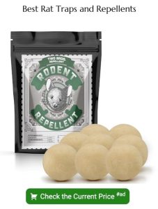 How to Get Rid of Roof Rats: Step-by-Step Process for a Rodent-Free Home